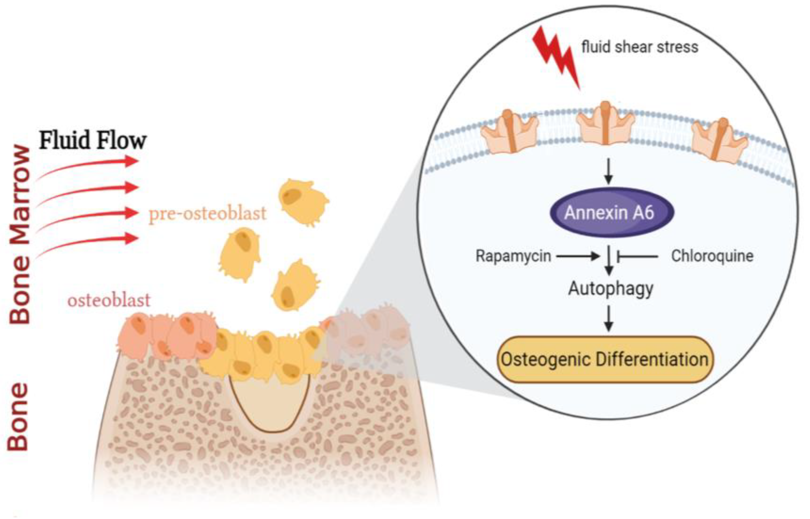流体剪切应力通过膜联蛋白A6介导的自噬调节MC3T3-E1细胞成骨分化