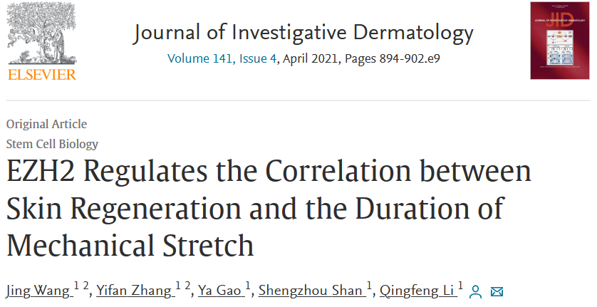 EZH2调节皮肤再生与机械拉伸持续时间之间的相关性