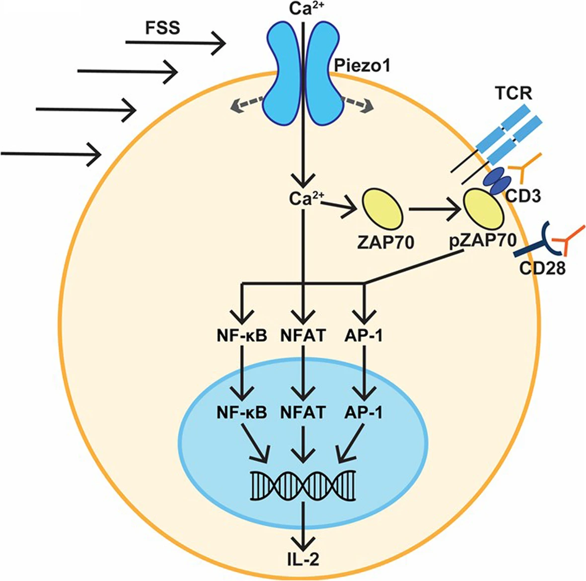 流体剪切应力通过Piezo1增强T细胞活化 - Powered by OpenWBS